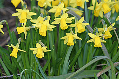 Osterglocke - Junge Naturforscher Cismar